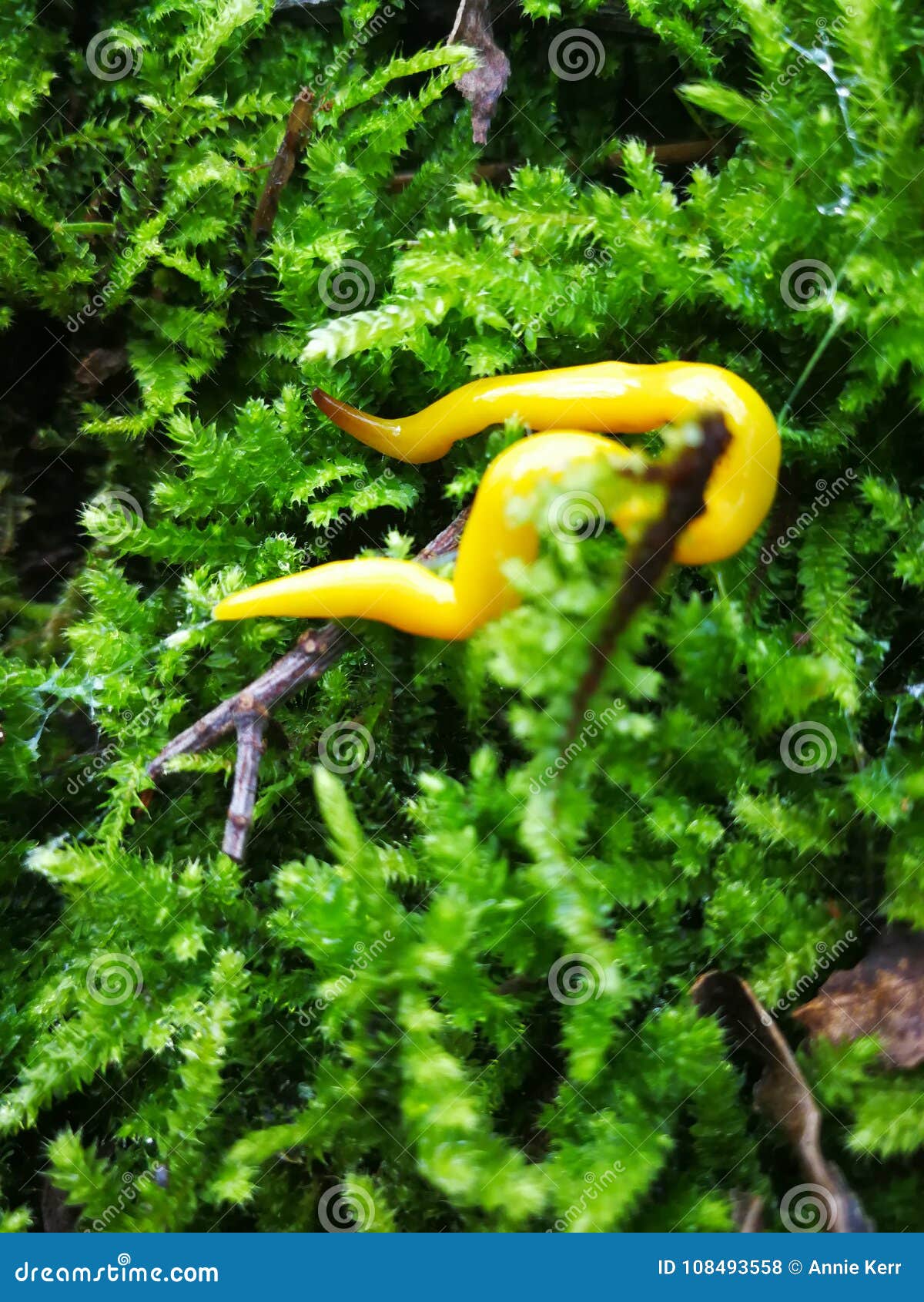 Creature in the moss stock photo. Image of slime, beauty - 108493558