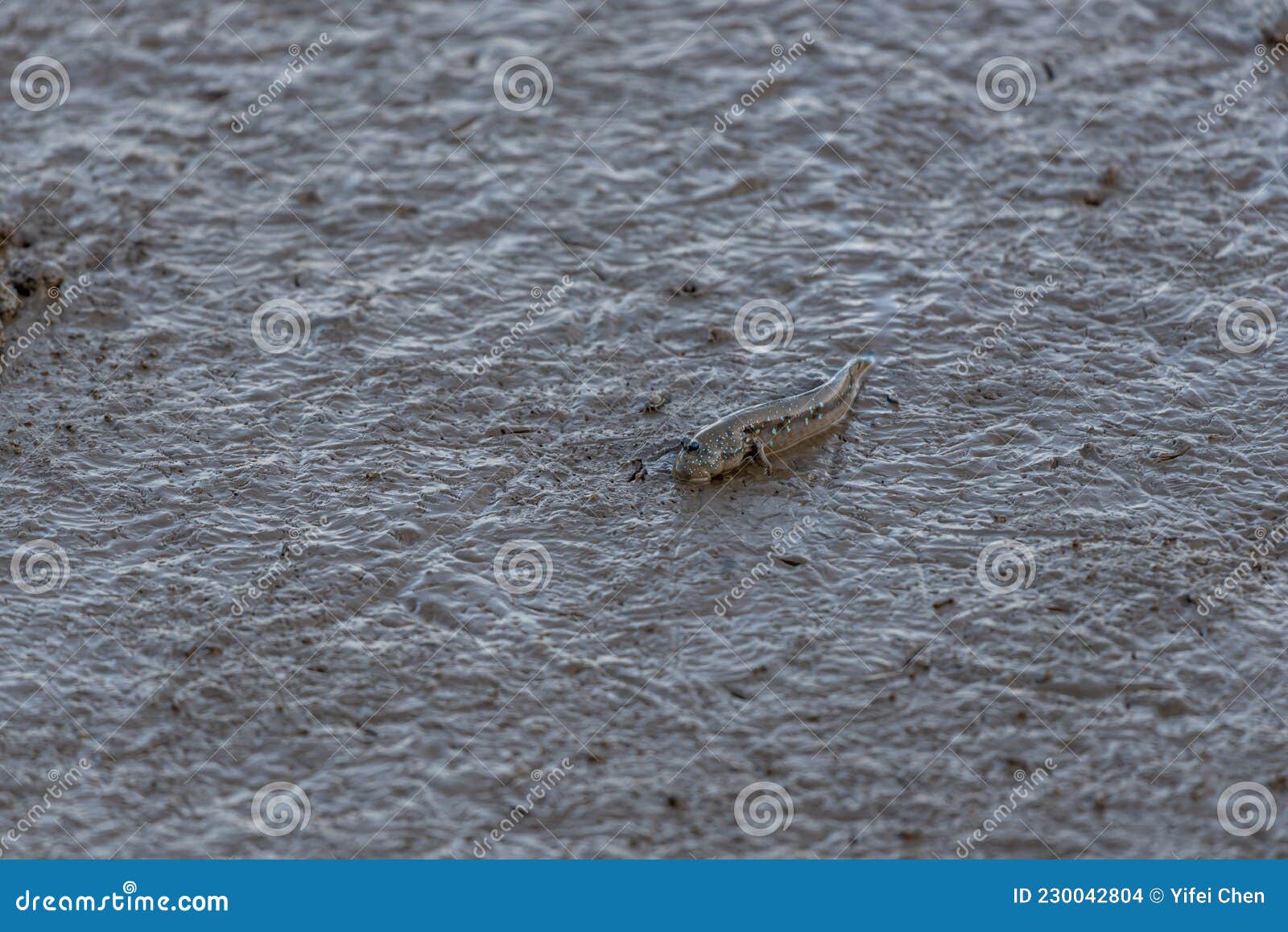 Creatures on the Beach,jumping Fish-mudskipper Stock Photo - Image of ...