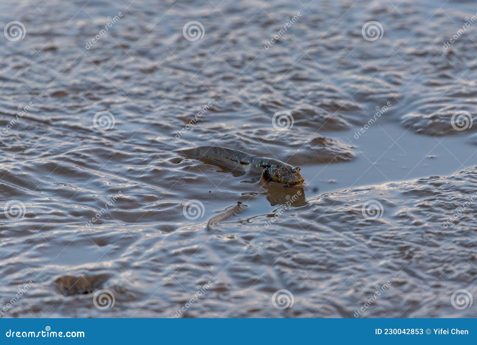 Creatures on the Beach,jumping Fish-mudskipper Stock Image - Image of ...