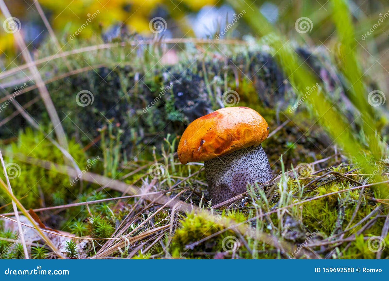 Crece El Hongo Grande De Leccinum Foto de archivo - Imagen de hongo ...
