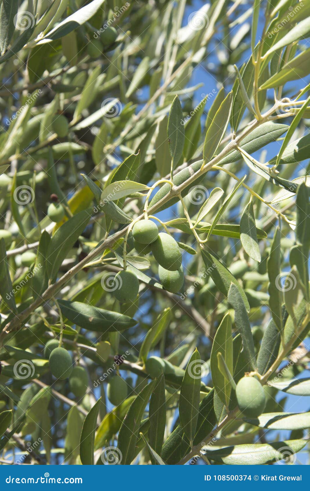 Crecimiento De Aceitunas En Toscana Foto de archivo - Imagen de hermoso ...