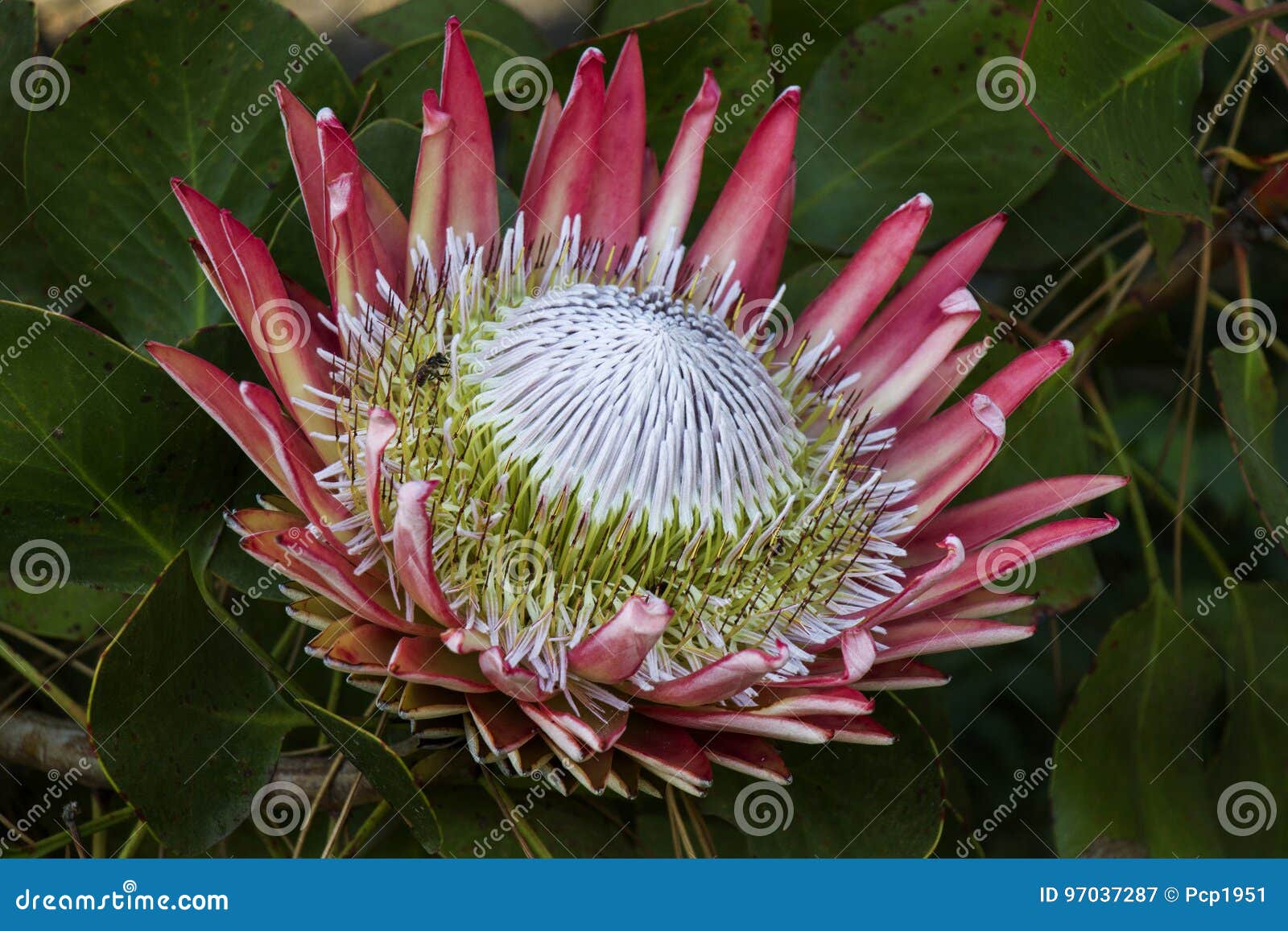 Crecimiento De Flor De Rey Protea En Arbusto Imagen de archivo - Imagen ...