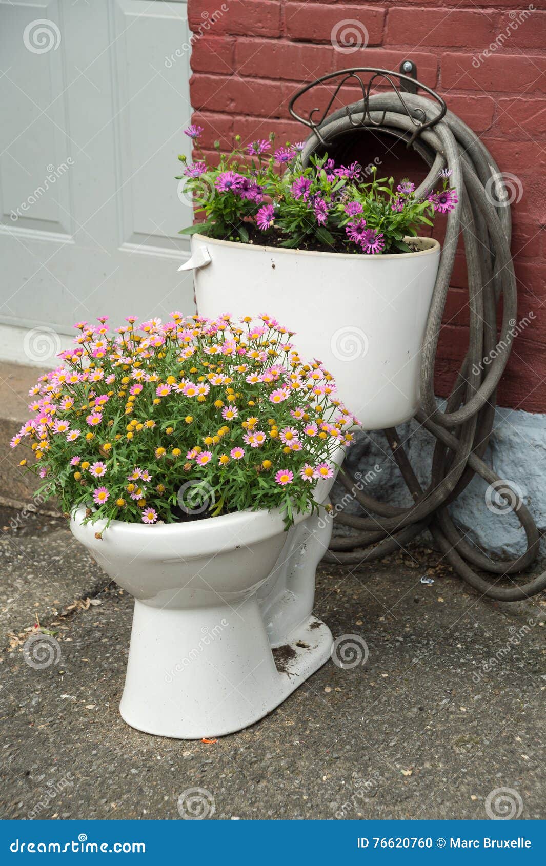Crecimiento De Flores En Retrete Foto de archivo - Imagen de salvado ...