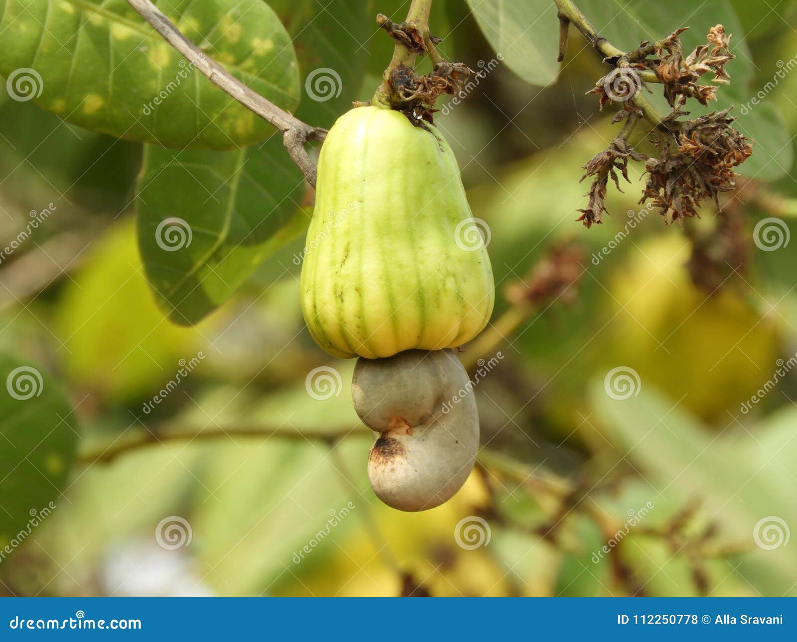 Crecimiento De Fruta Del Anacardo Foto de archivo - Imagen de brote ...