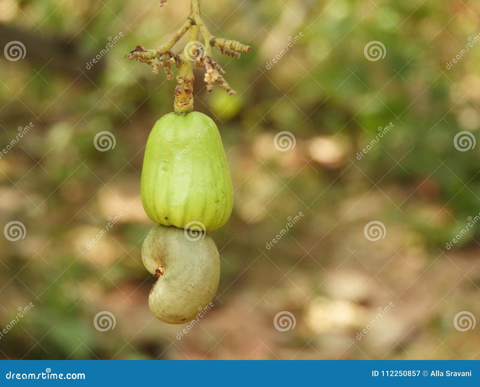 Crecimiento De Fruta Del Anacardo Imagen de archivo - Imagen de brote ...