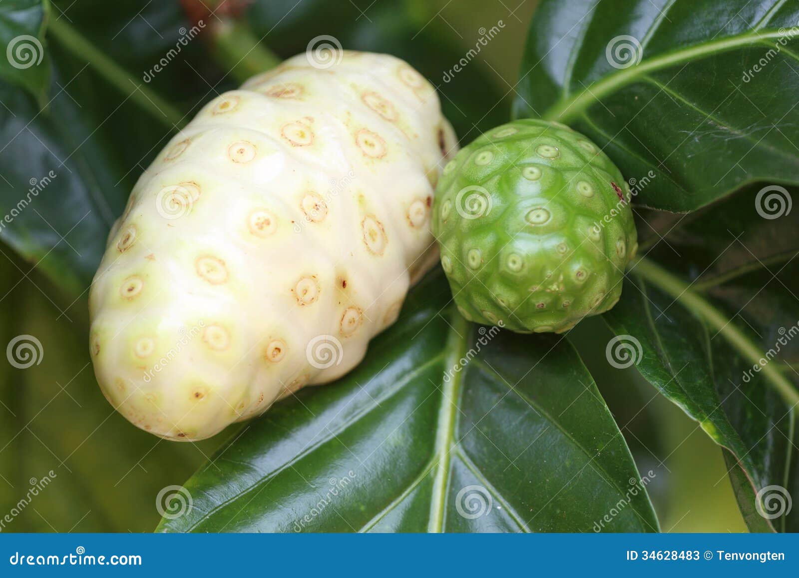 Crecimiento De Frutas De Noni Imagen de archivo - Imagen de costa ...