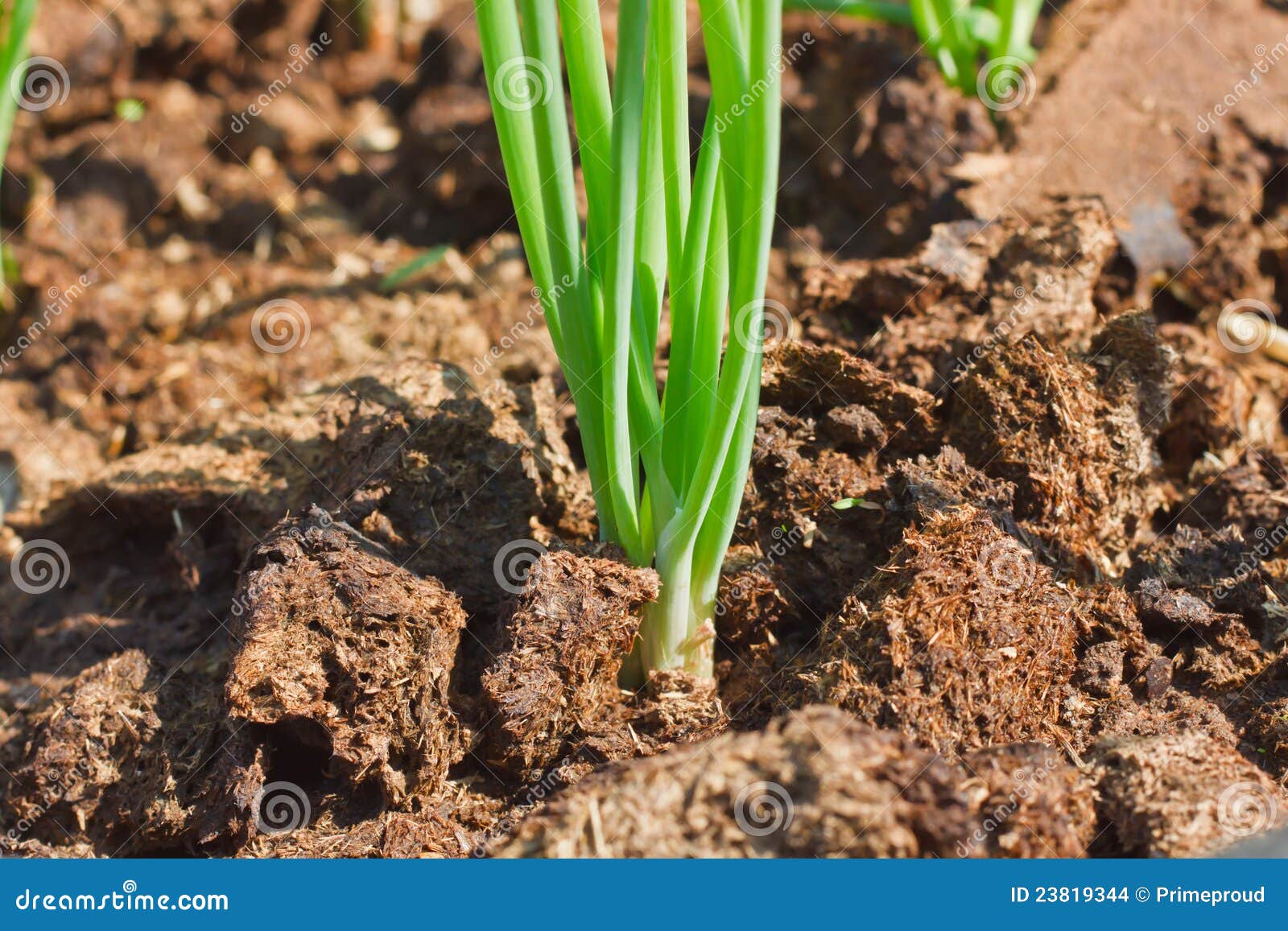 Crecimiento De Las Cebollas Foto de archivo - Imagen de vida, pajote ...