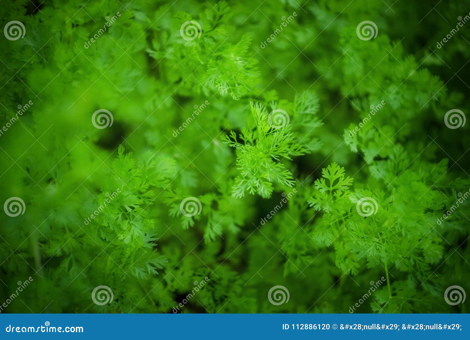 Crecimiento De Las Hojas Del Coriandro Foto de archivo - Imagen de ...