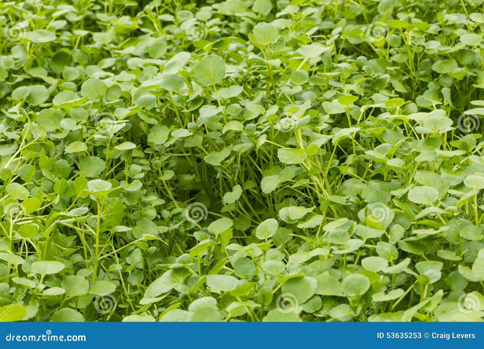 Crecimiento del berro imagen de archivo. Imagen de alimento - 53635253