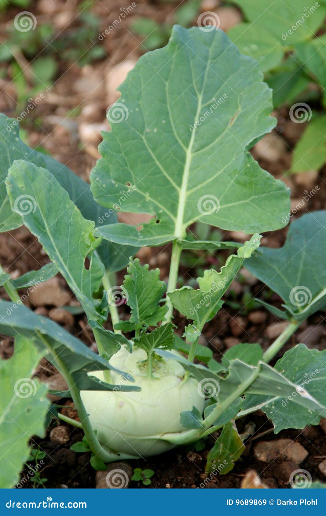 Crecimiento del colinabo imagen de archivo. Imagen de comer - 9689869