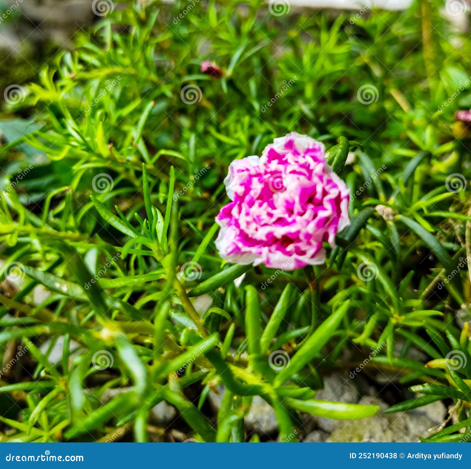 Crecimiento Del Musgo De Rosa Foto de archivo - Imagen de wildflower ...