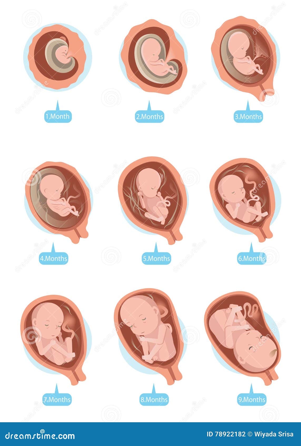 Crecimiento fetal ilustración del vector. Ilustración de membranas ...