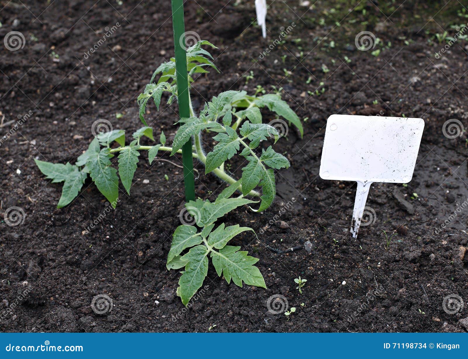 Crecimiento Joven De La Planta De Tomate Foto de archivo - Imagen de ...