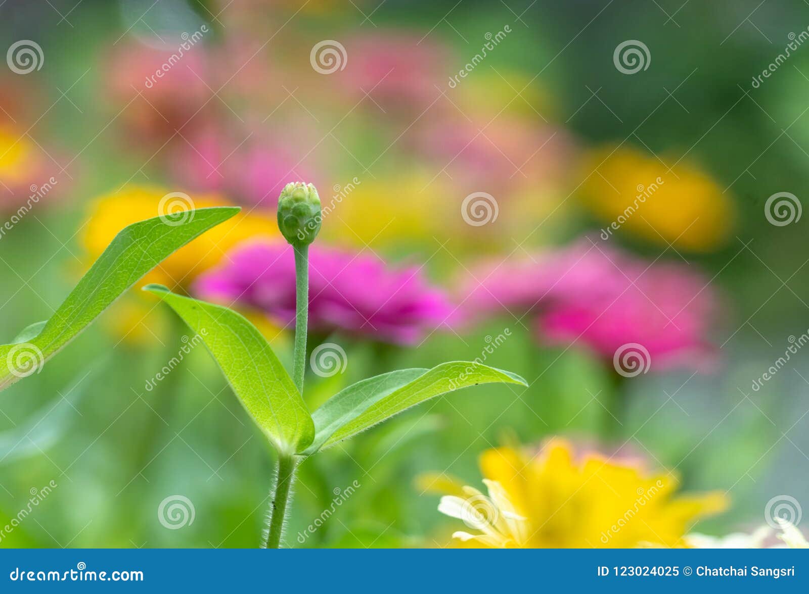 Crecimiento Y Florecimiento Imagen de archivo - Imagen de floral, flor ...