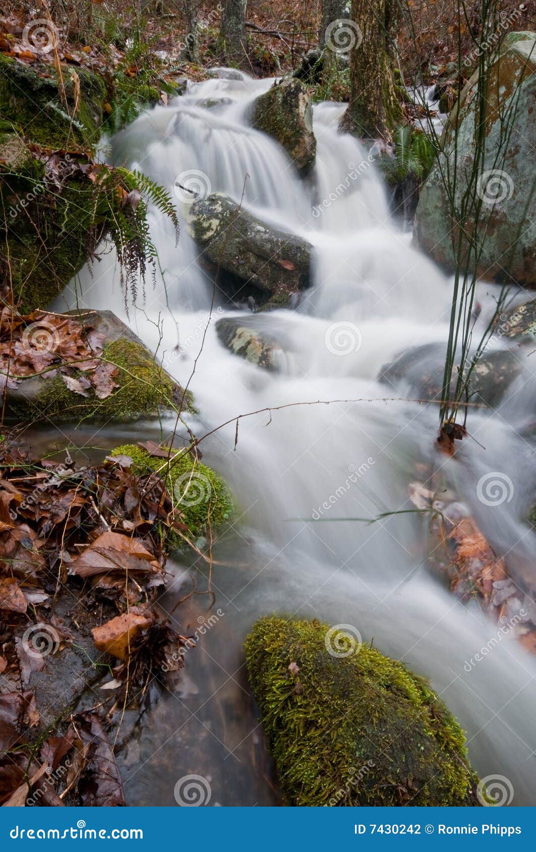 Creek stock photo. Image of nature, water, moss, bushes - 7430242