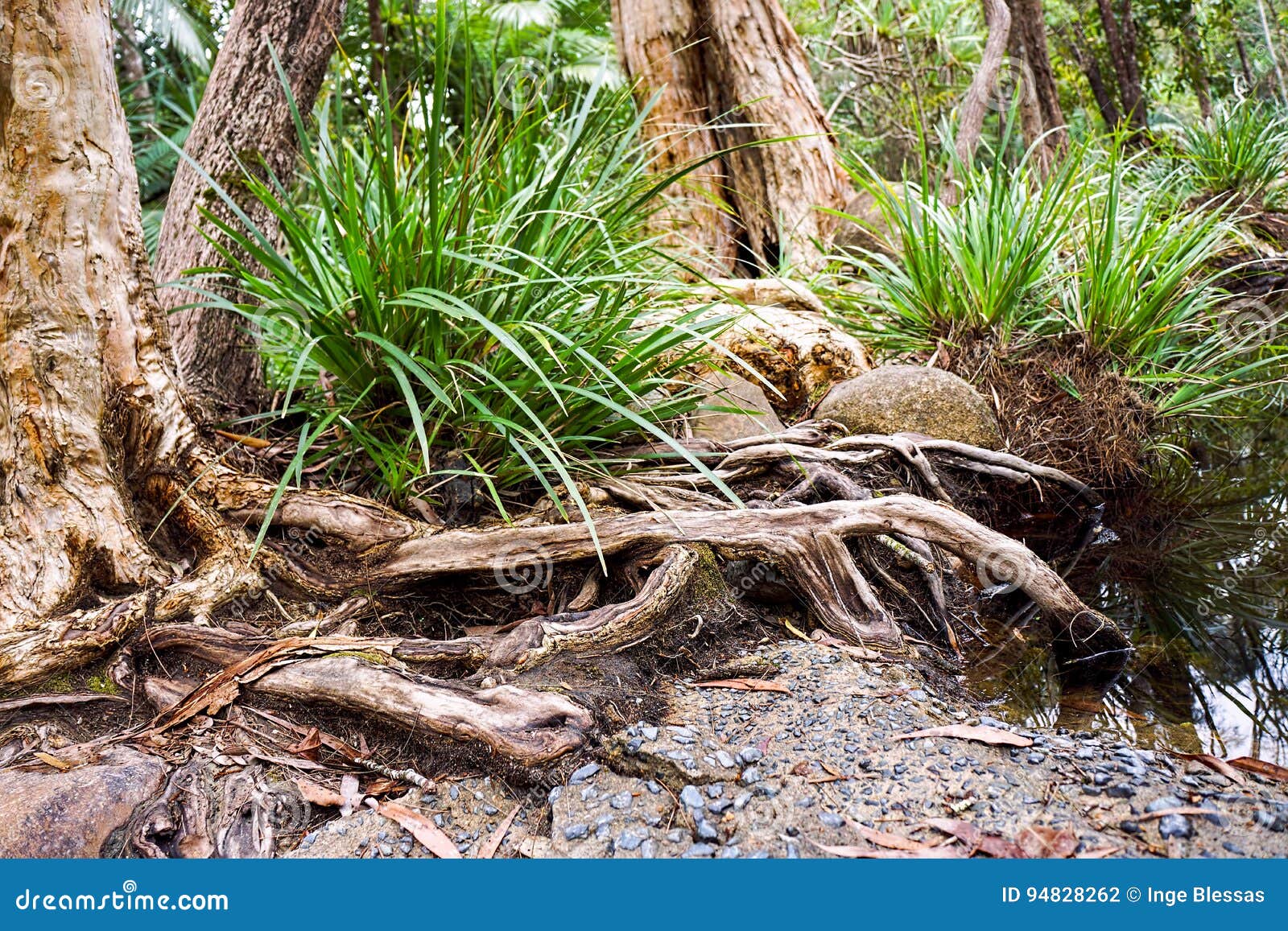 Creek bank with tree roots stock photo. Image of rocks - 94828262
