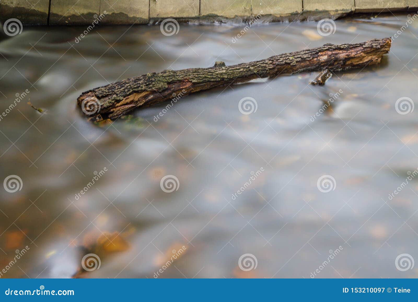 A Creek bottom stock image. Image of closeup, forest - 153210097