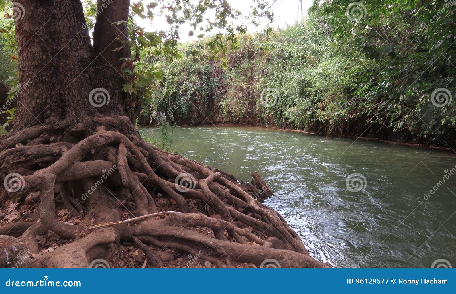 Bush Snir Stock Photos - Free & Royalty-Free Stock Photos from Dreamstime