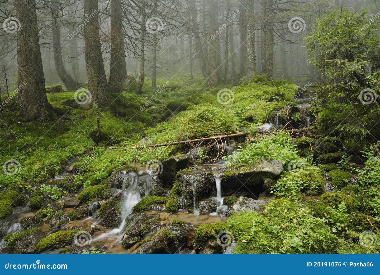 Creek in Carpathian forest stock photo. Image of forest - 20191076