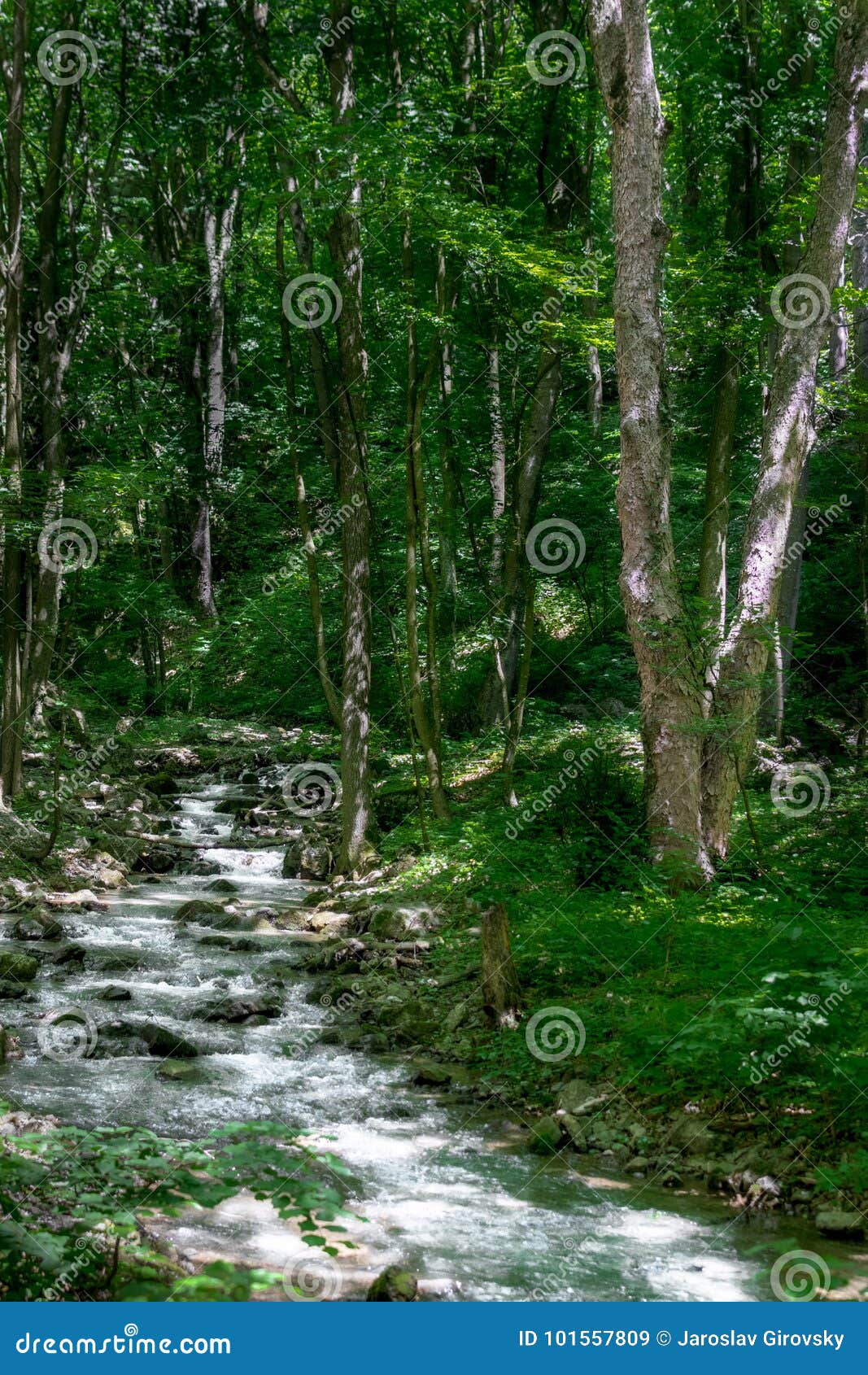 Creek of clean water stock image. Image of flowing, natural - 101557809
