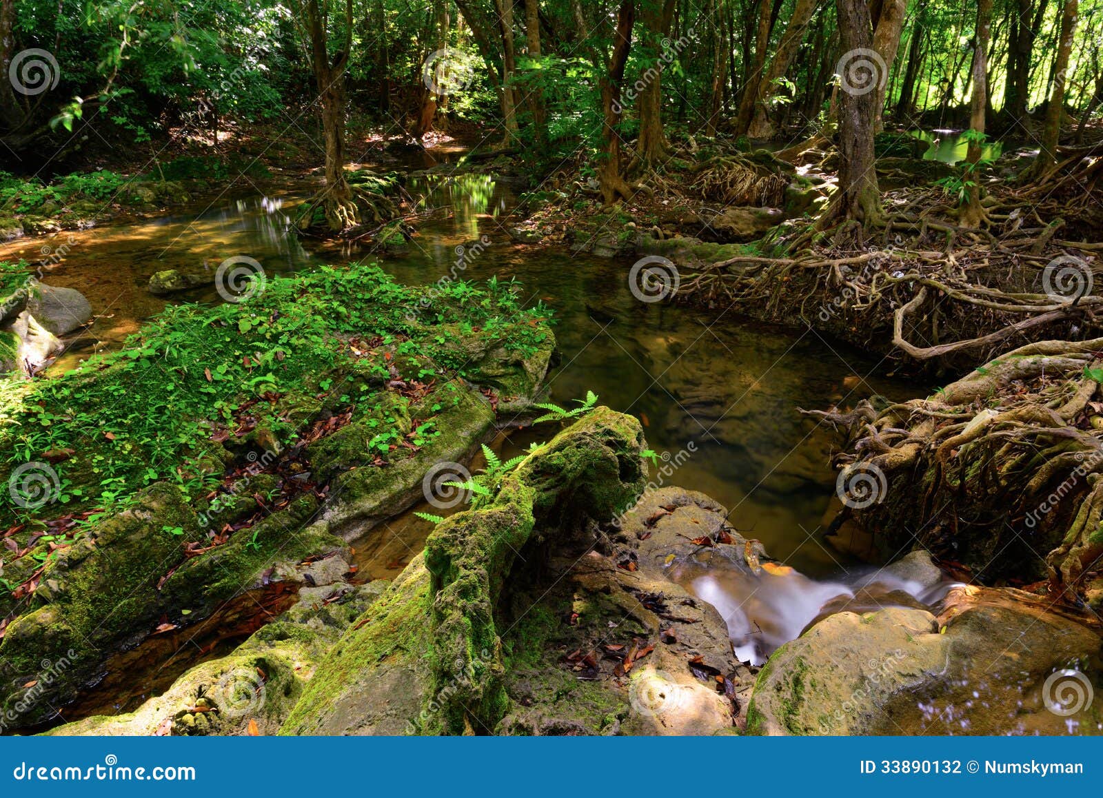 Creek closeup in a forrest stock photo. Image of natural - 33890132