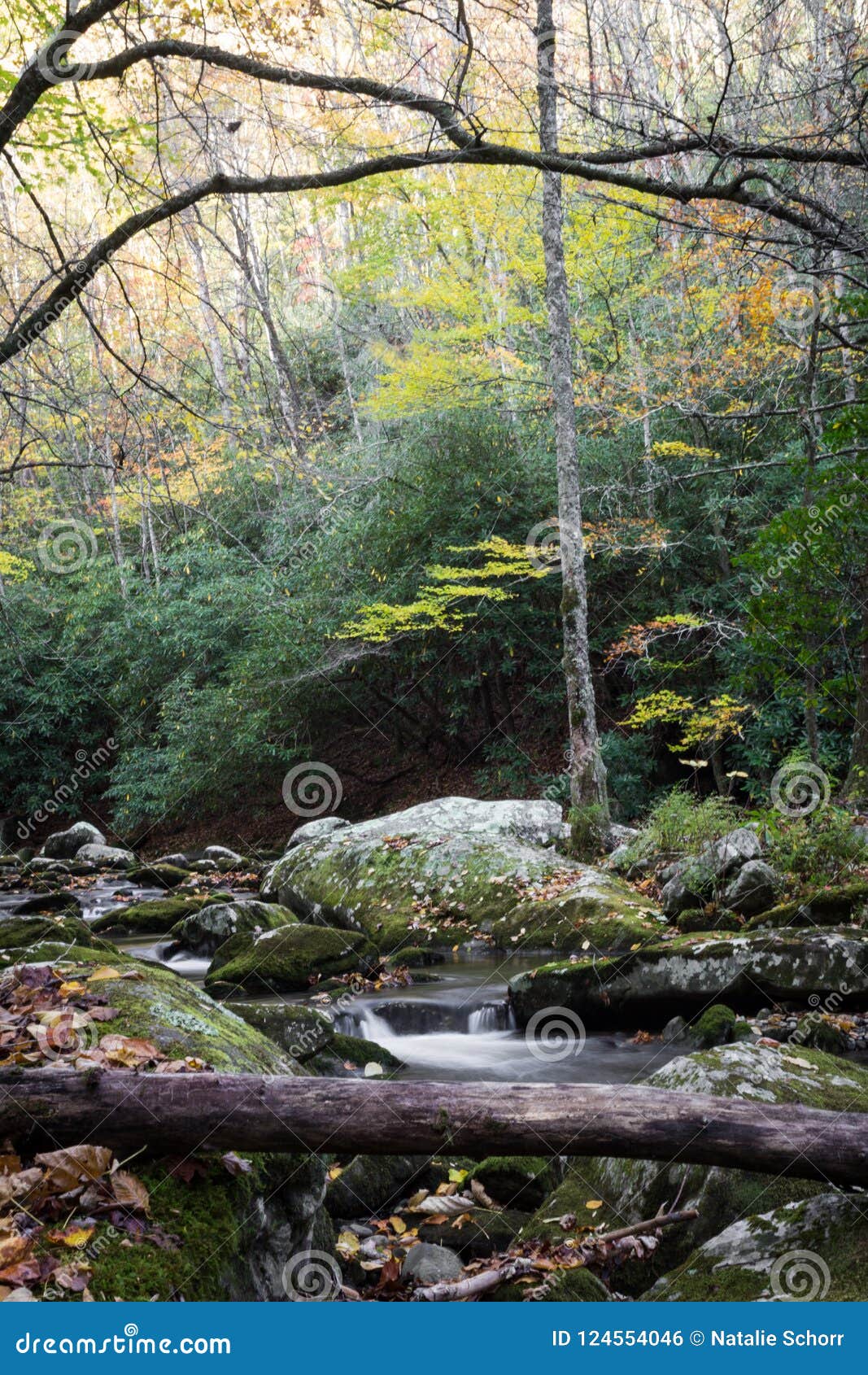 Creek with Deadfall Tree in the Lower Foreground with Bare Branches ...