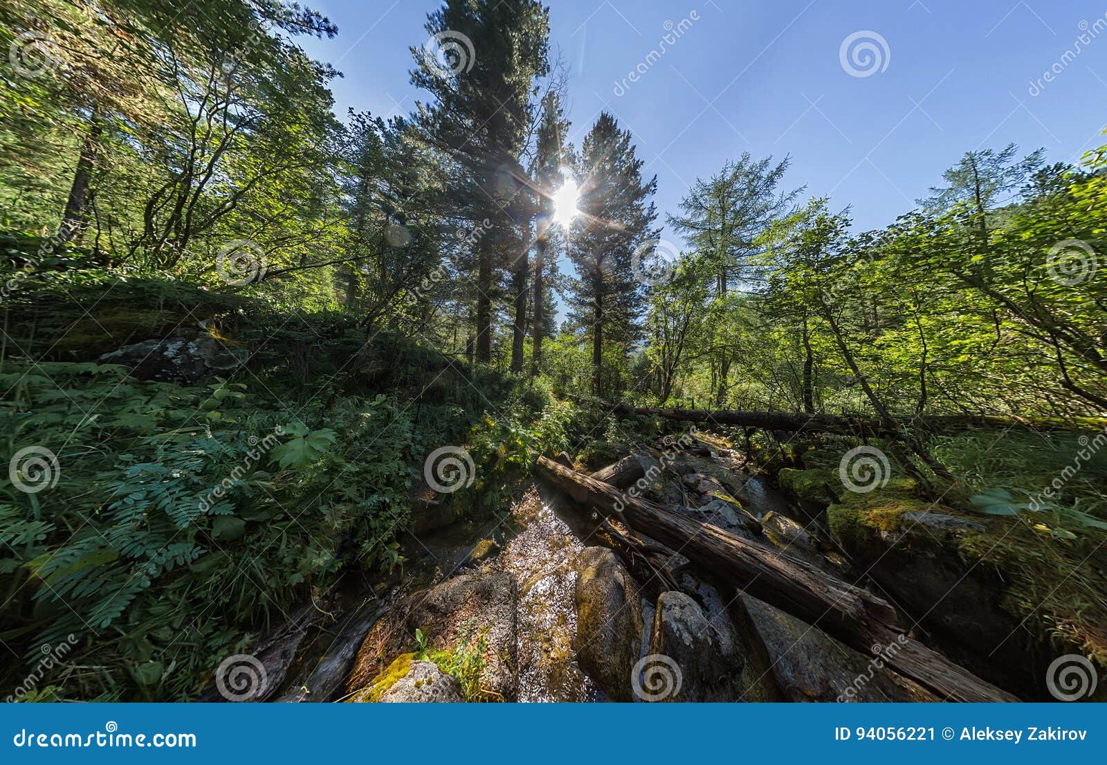 Creek in the Fairy Forest Wide-angle Panorama Polar Distortion Stock ...