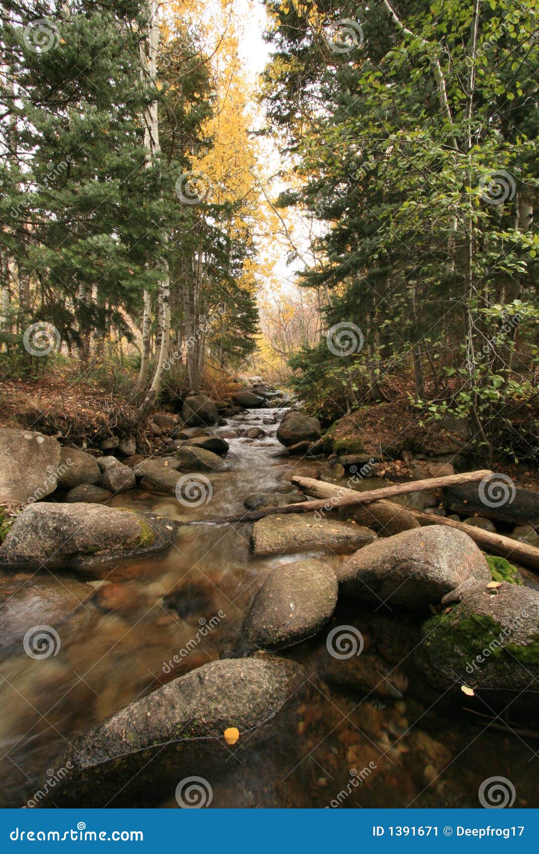 Creek in Fall with Aspens #2 Stock Image - Image of leaf, pine: 1391671