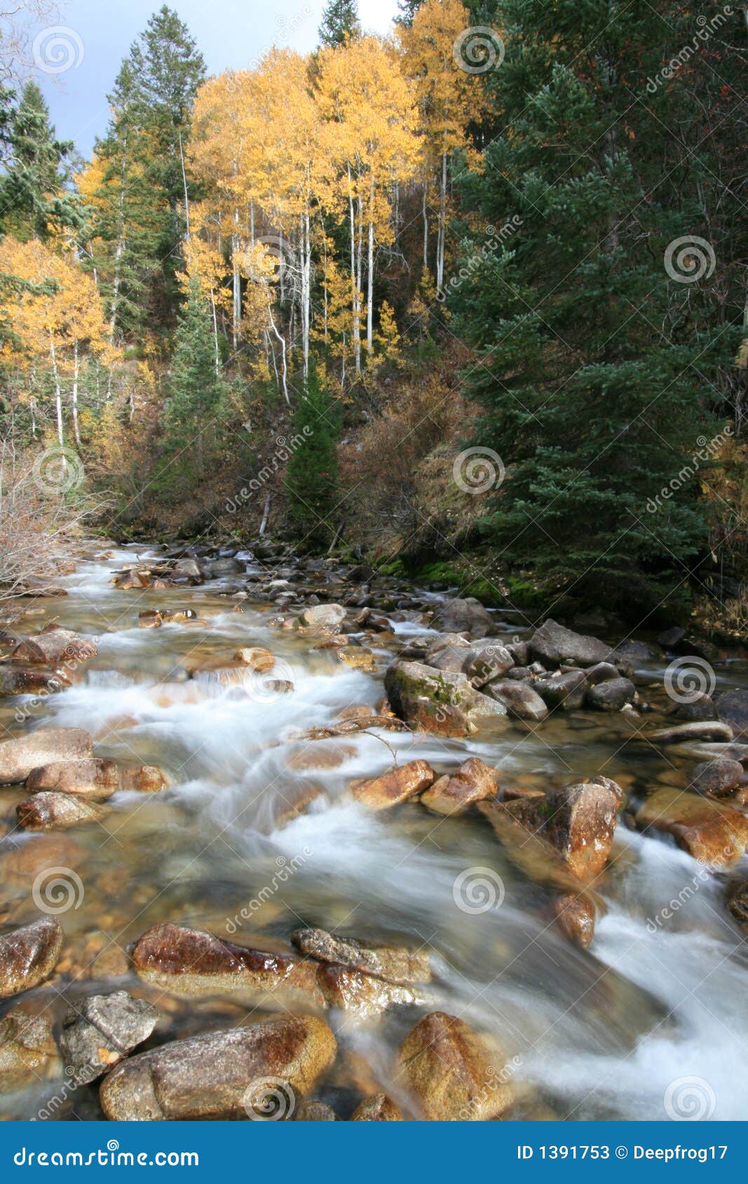 Creek in Fall with Aspens #4 Stock Image - Image of fresh, creek: 1391753