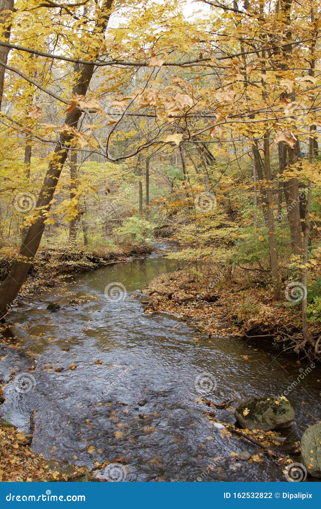 A Creek in the Fall Season with Fall Leaves Stock Photo - Image of ...