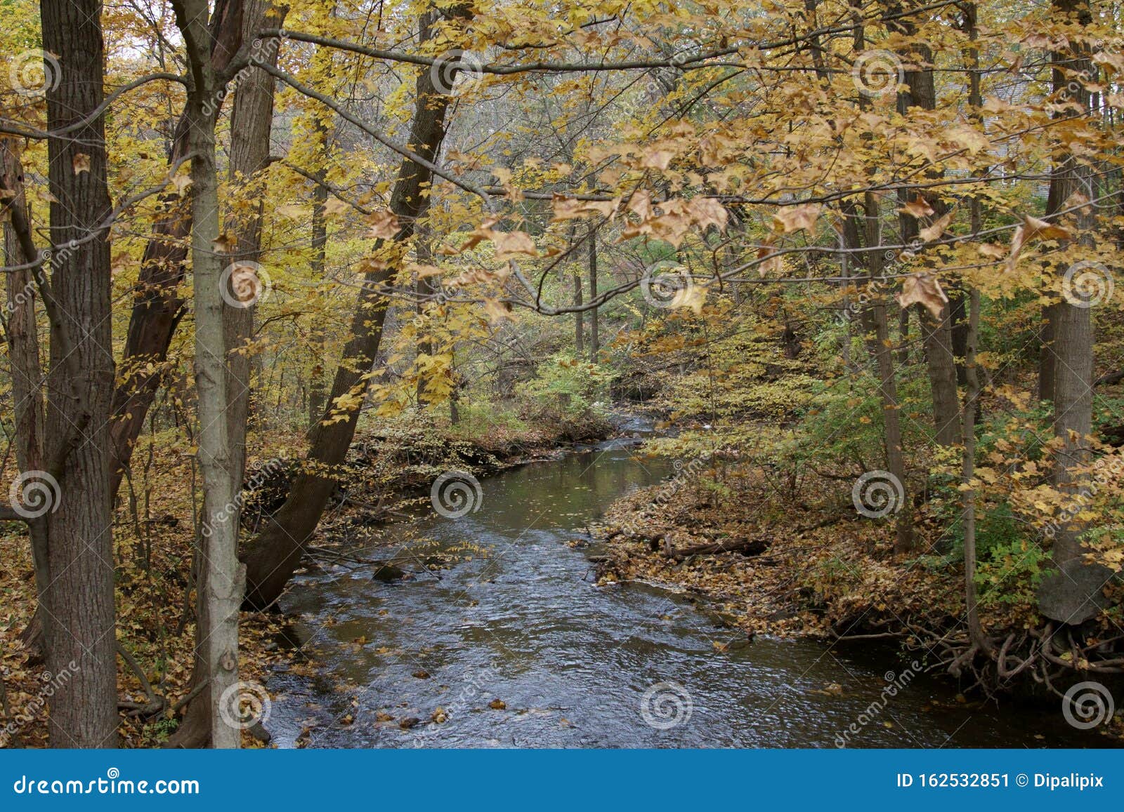 A Creek in the Fall Season with Fall Leaves Stock Image - Image of ...