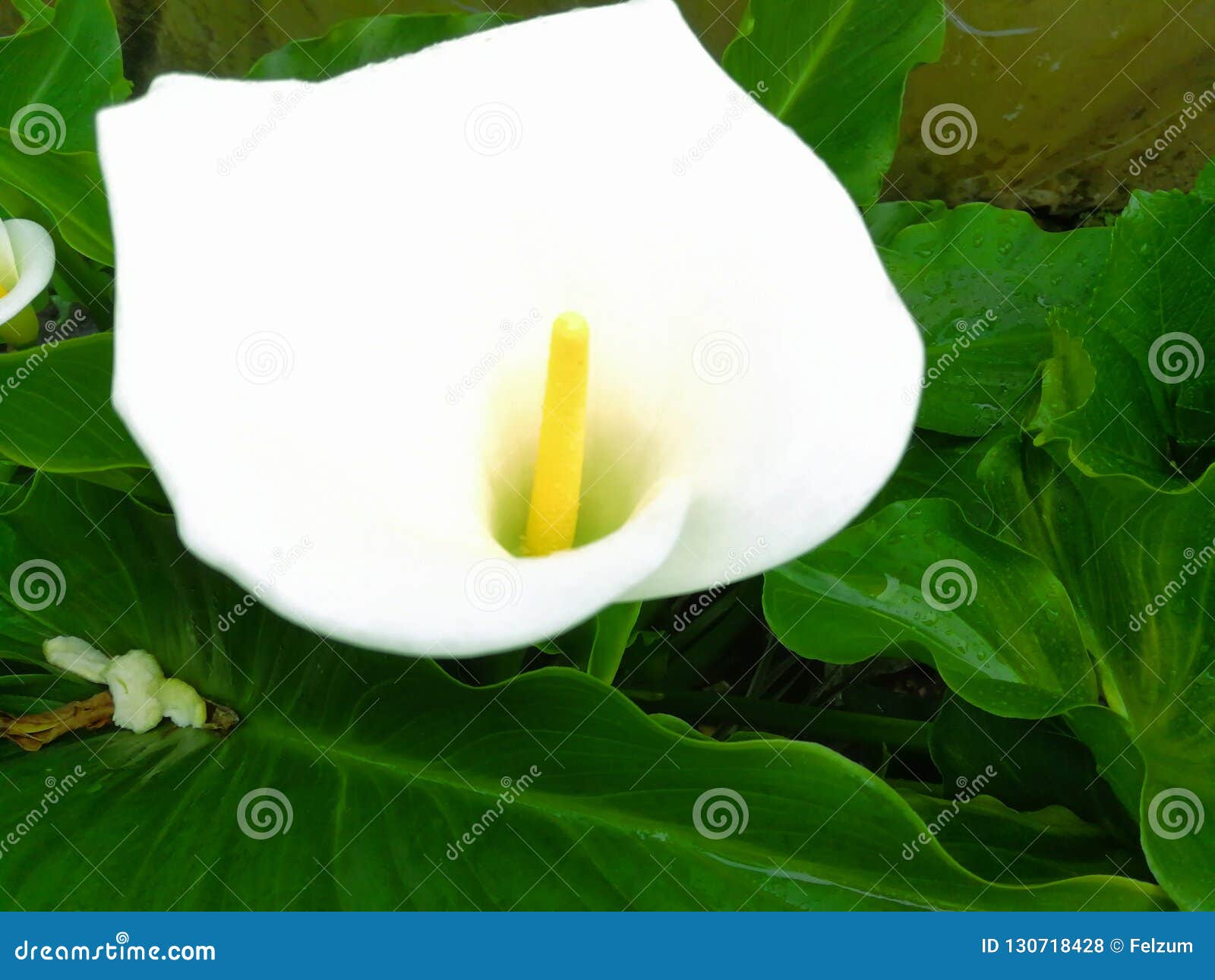 Creek flower stock photo. Image of snow, creek, flower - 130718428