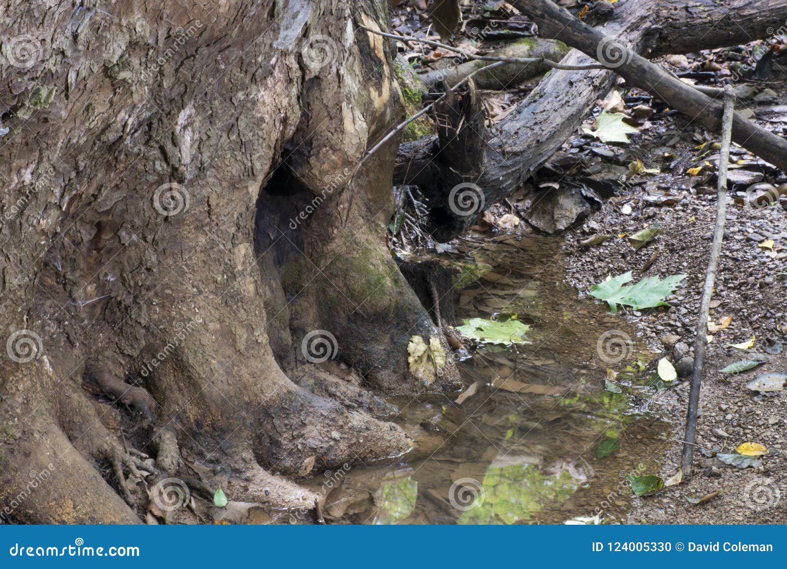 Creek Flowing Around Tree Roots Stock Photo - Image of reaching, detail ...