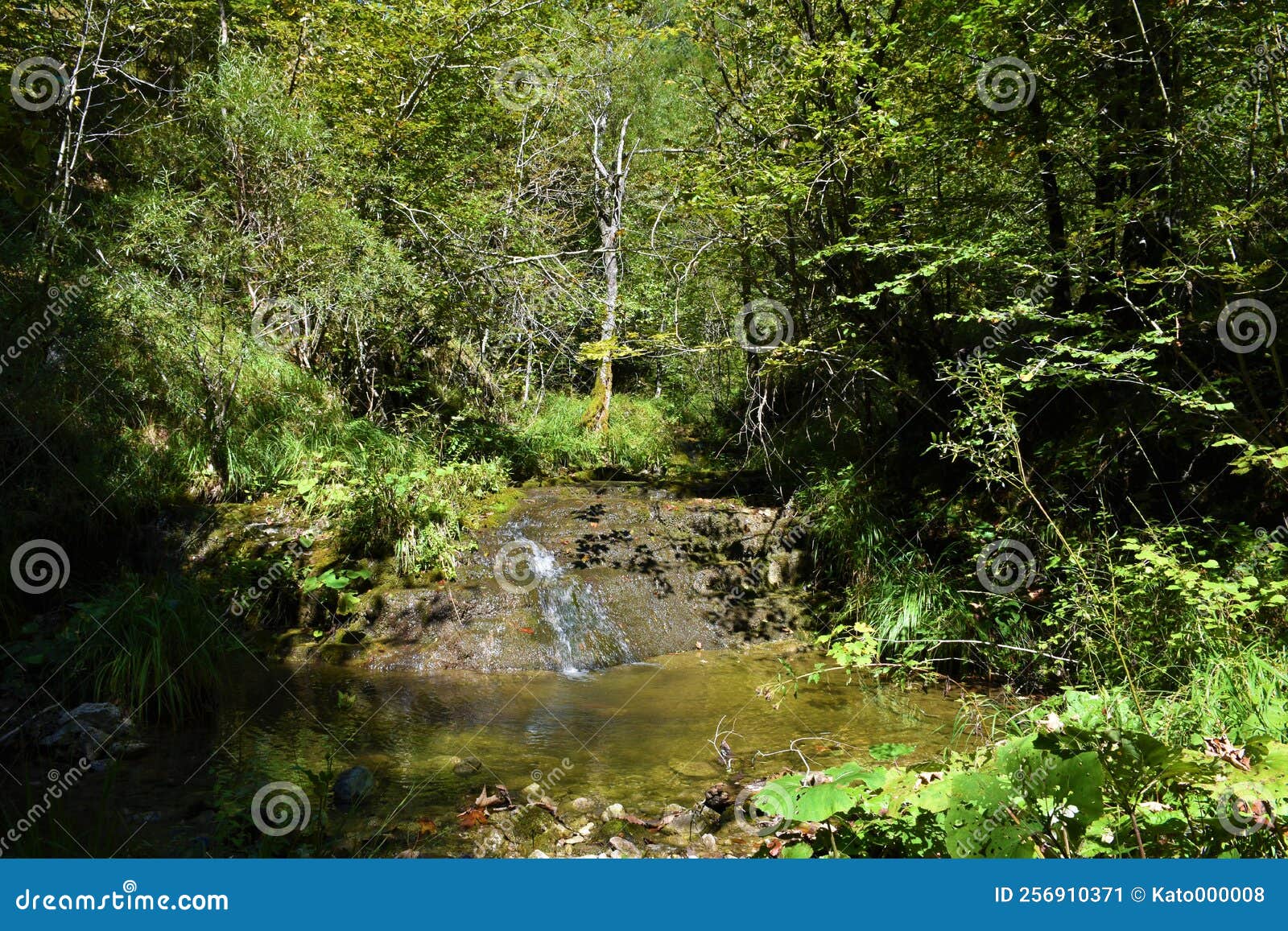Creek Flowing into a Pool in a Bright Forest Stock Image - Image of ...