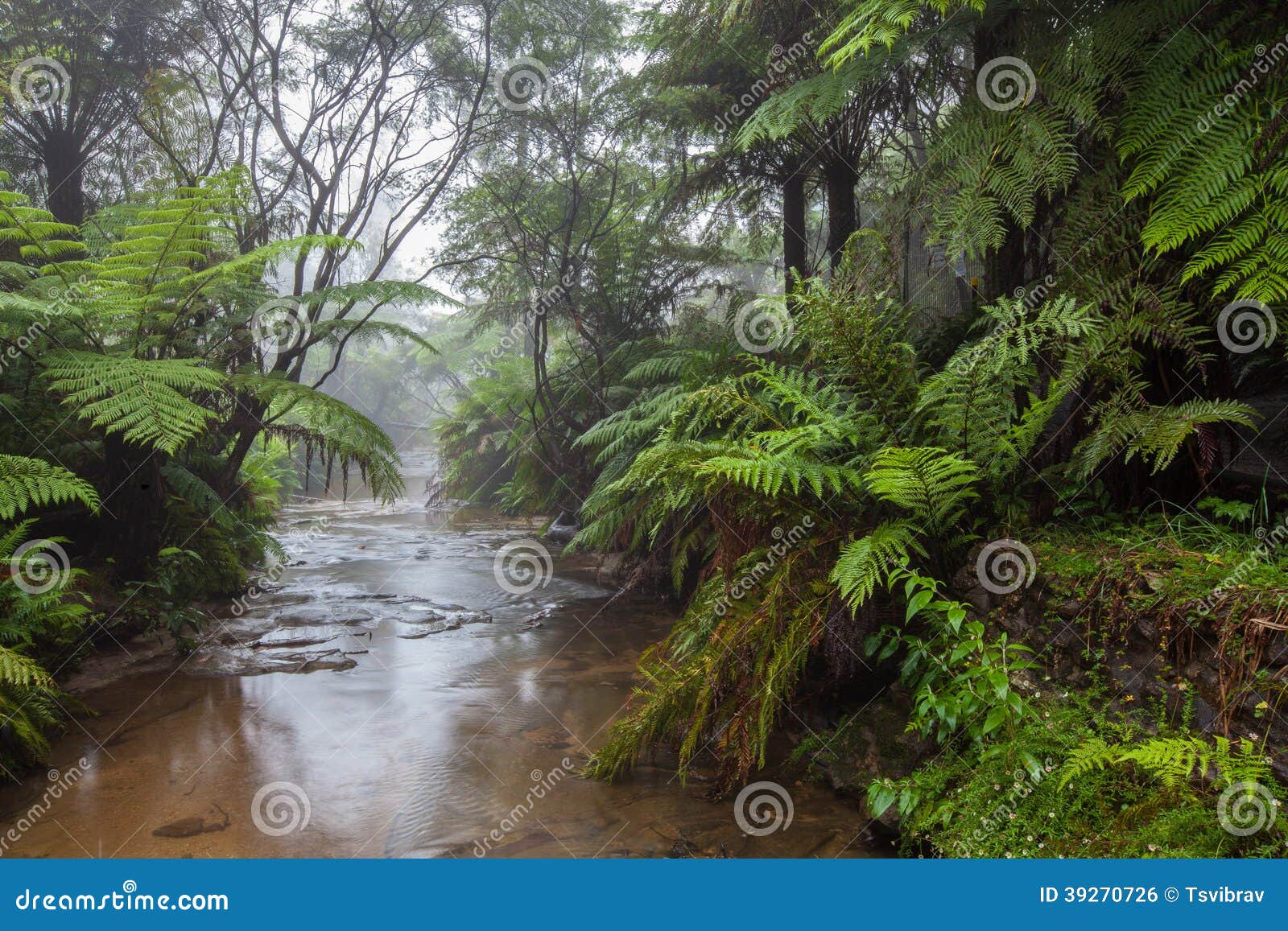 Creek Flowing through a Rainforest in Morning Mist Stock Photo - Image ...