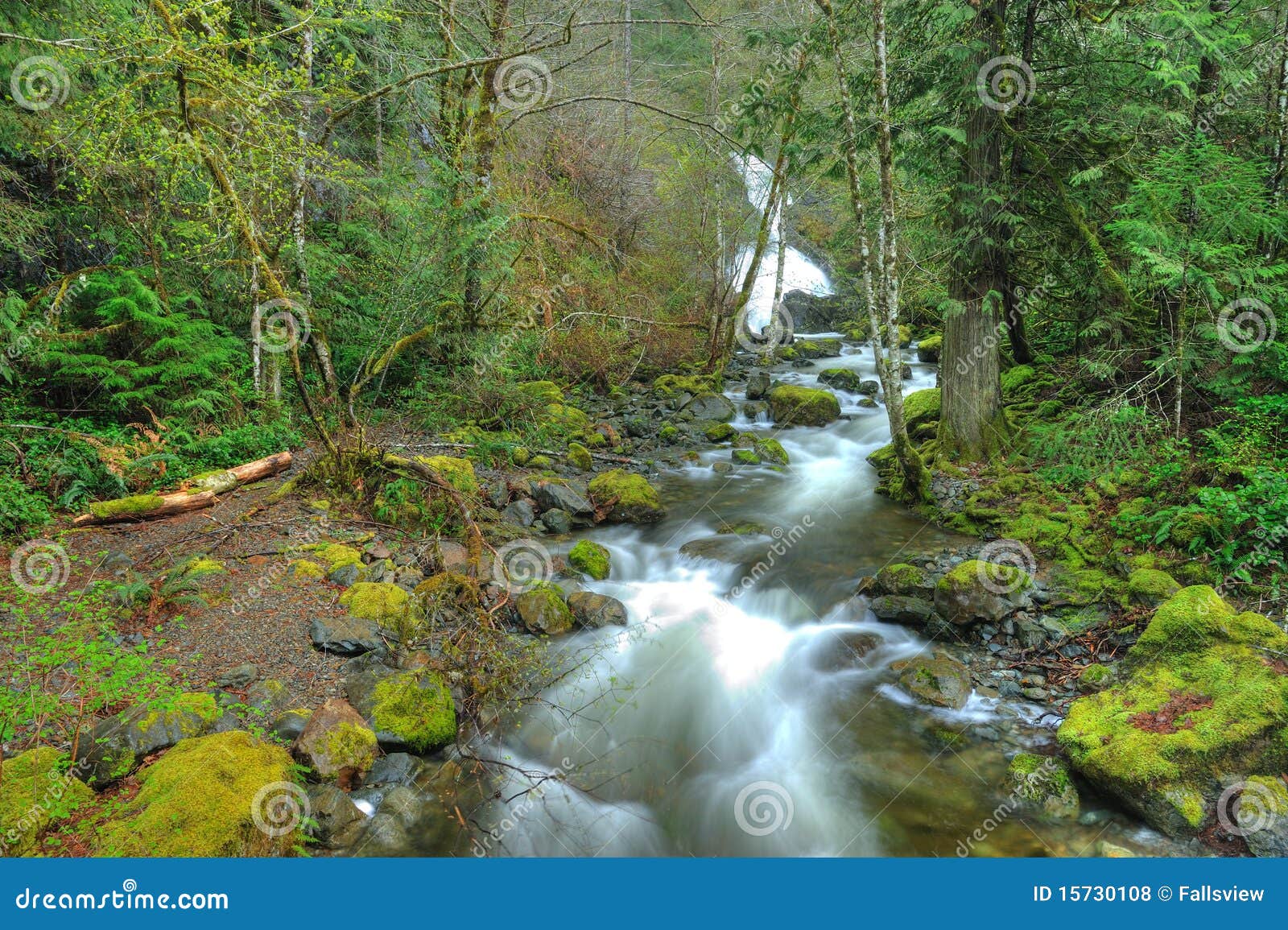 Creek in forest stock photo. Image of canyon, woods, moss - 15730108