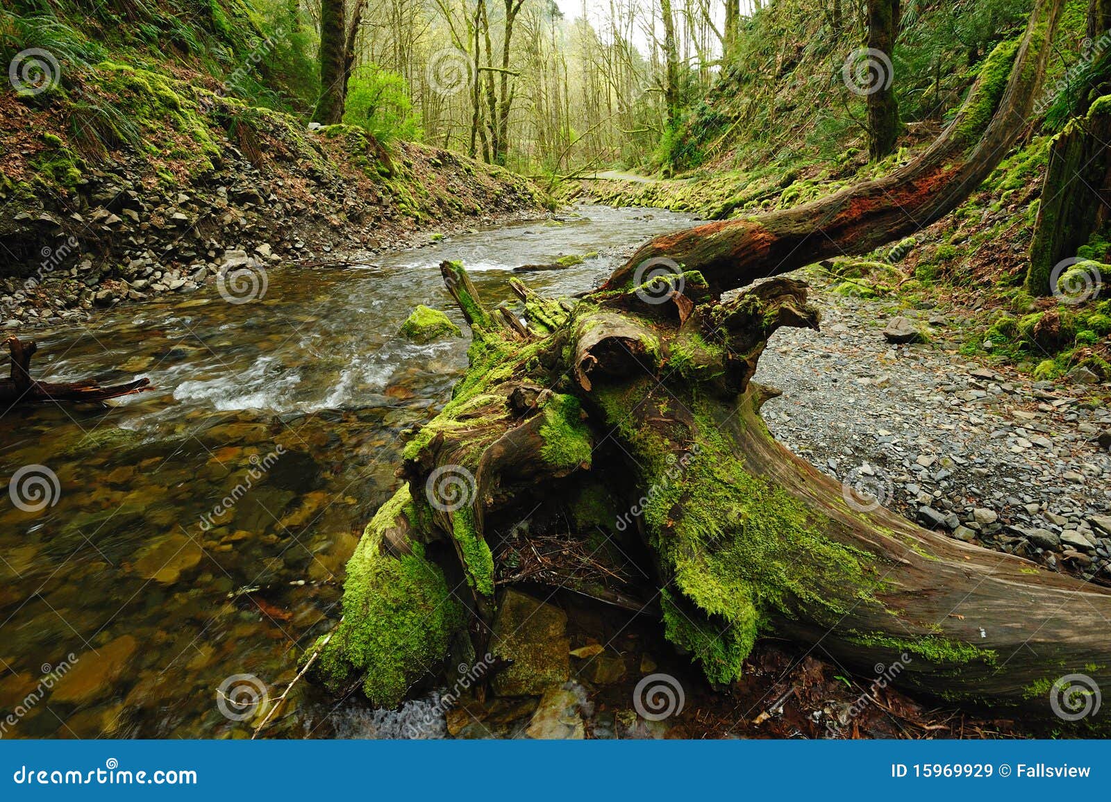 Creek in forest stock image. Image of canada, british - 15969929