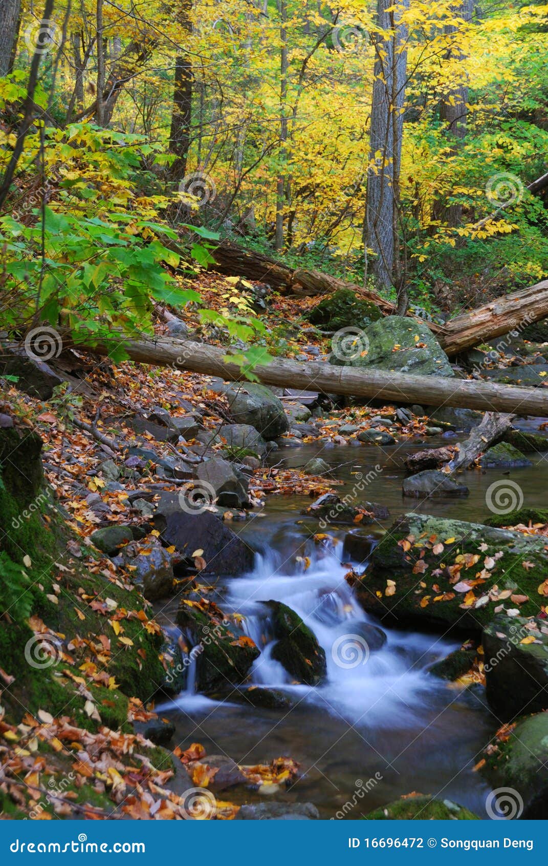 Creek in forest stock photo. Image of details, nature - 16696472