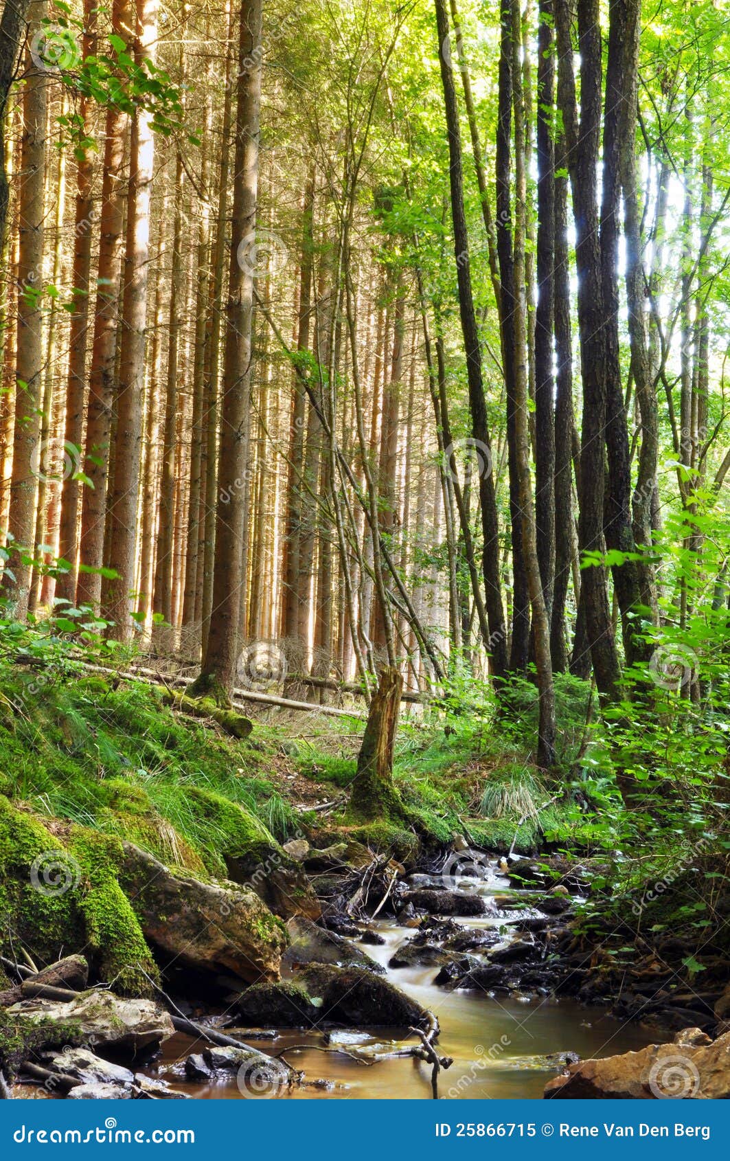 Creek in a Forest stock image. Image of pine, park, ecology - 25866715