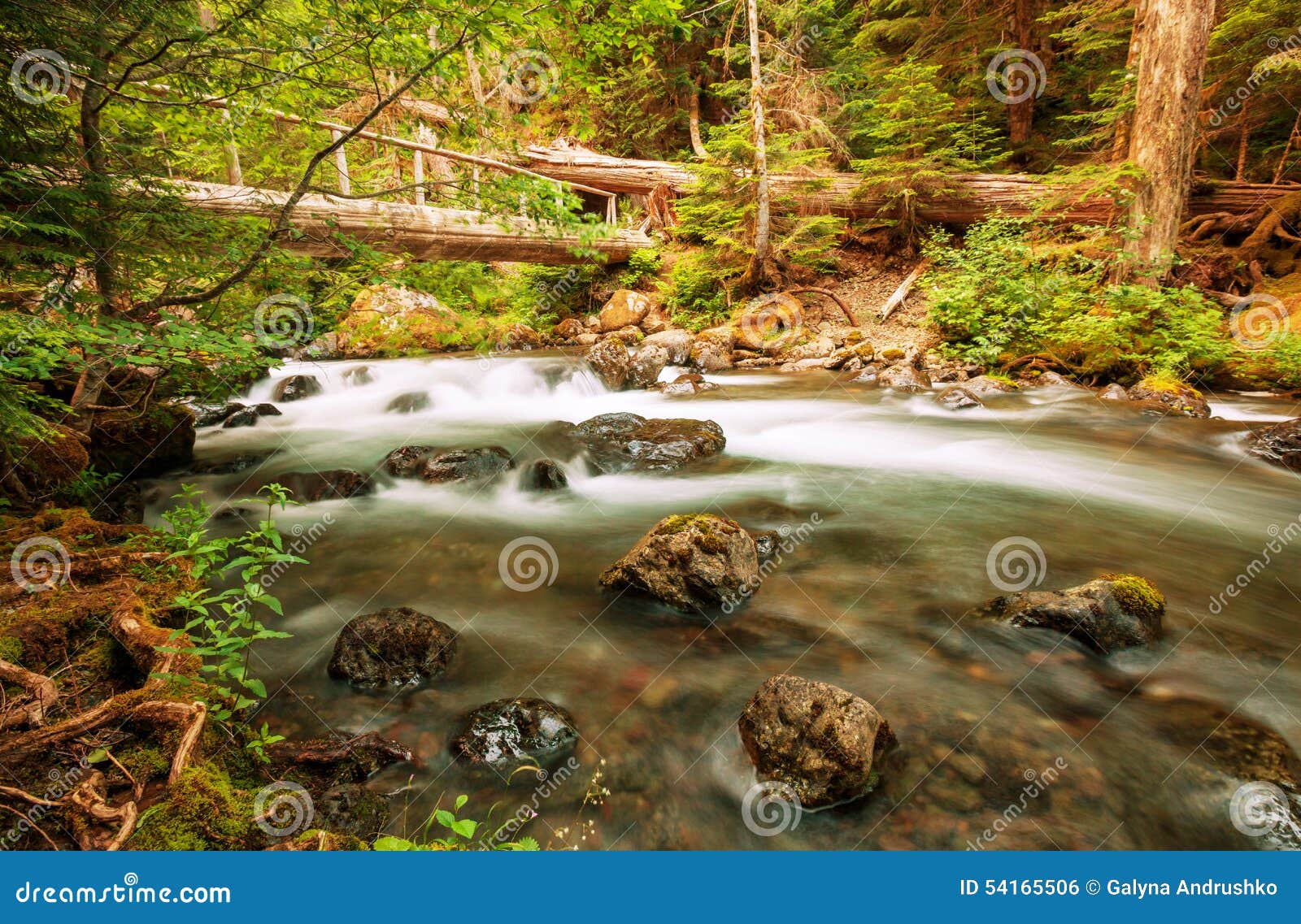 Creek in forest stock photo. Image of america, natural - 54165506