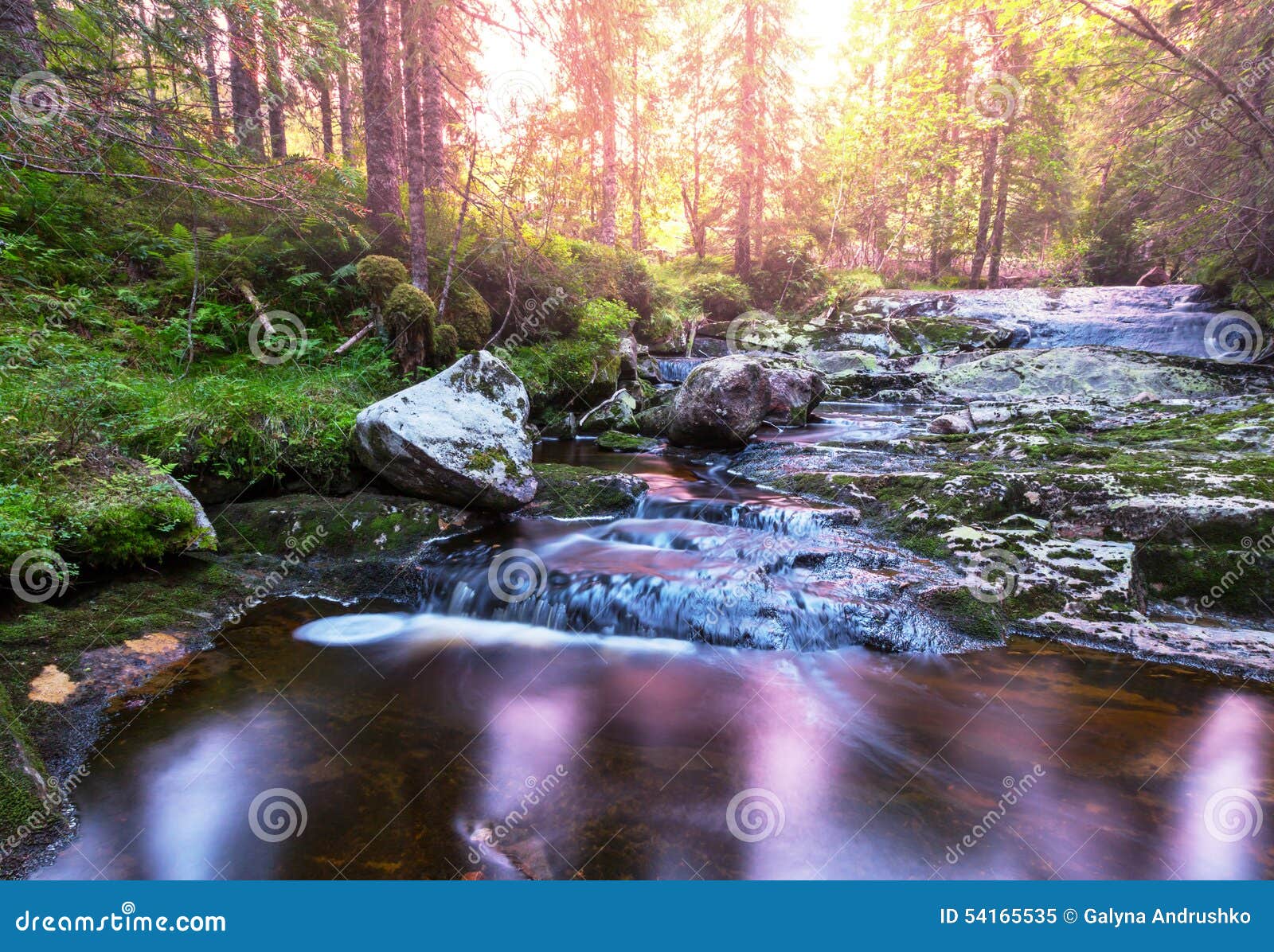 Creek in forest stock image. Image of environment, trek - 54165535