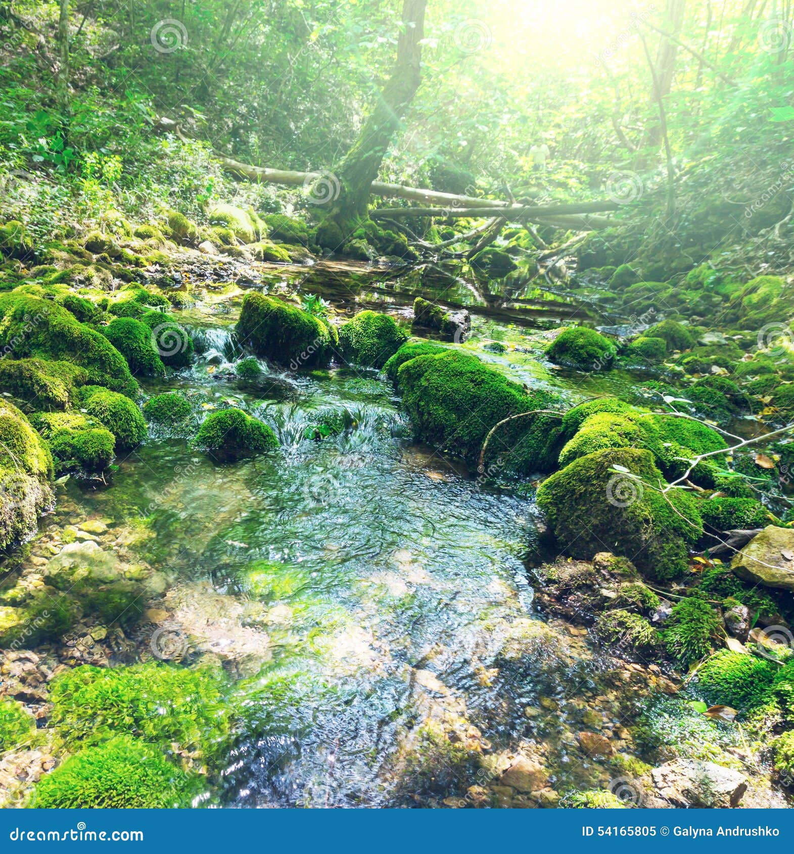 Creek in forest stock image. Image of wood, water, trek - 54165805