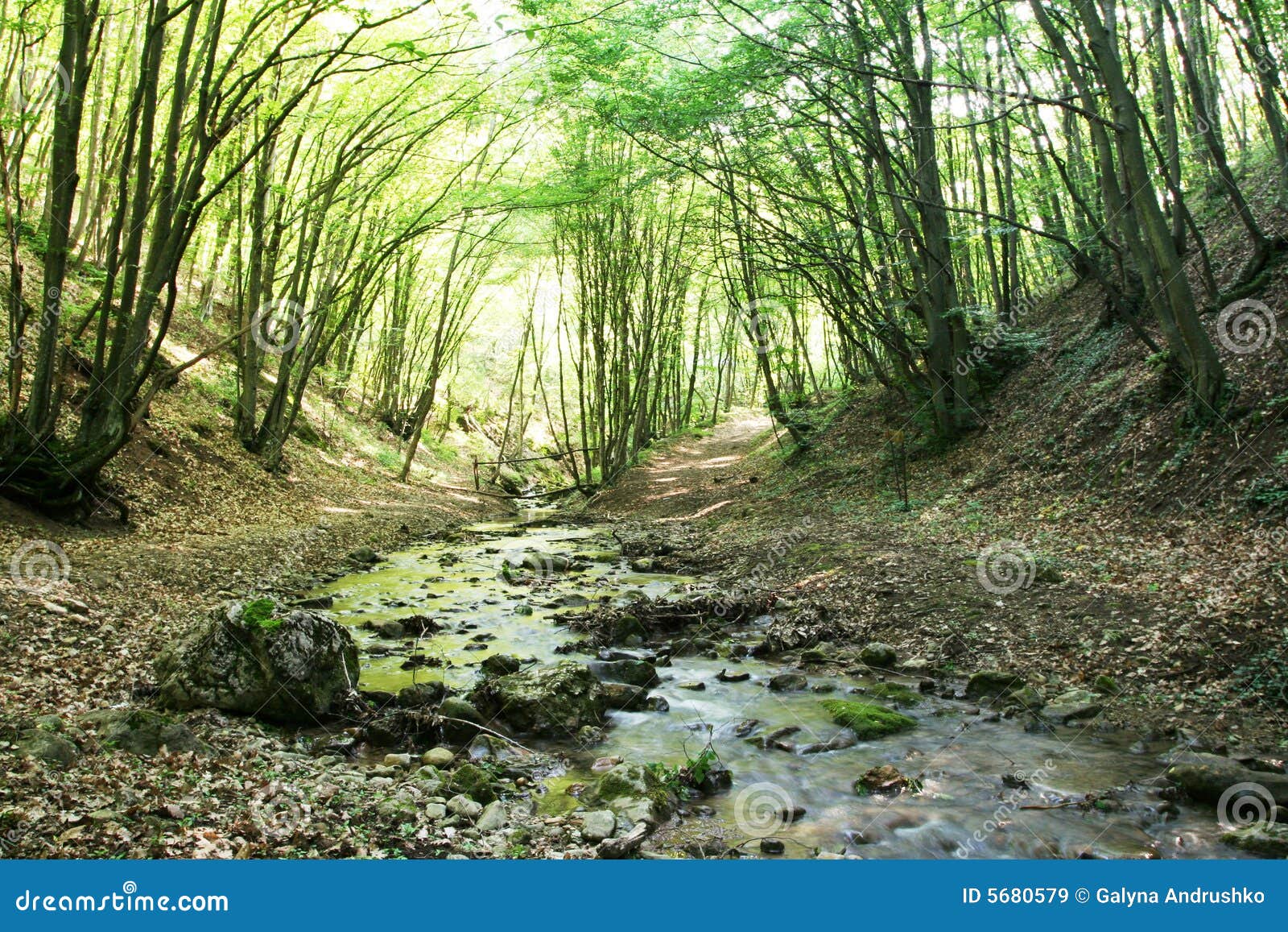Creek in forest stock image. Image of steep, outdoor, nature - 5680579