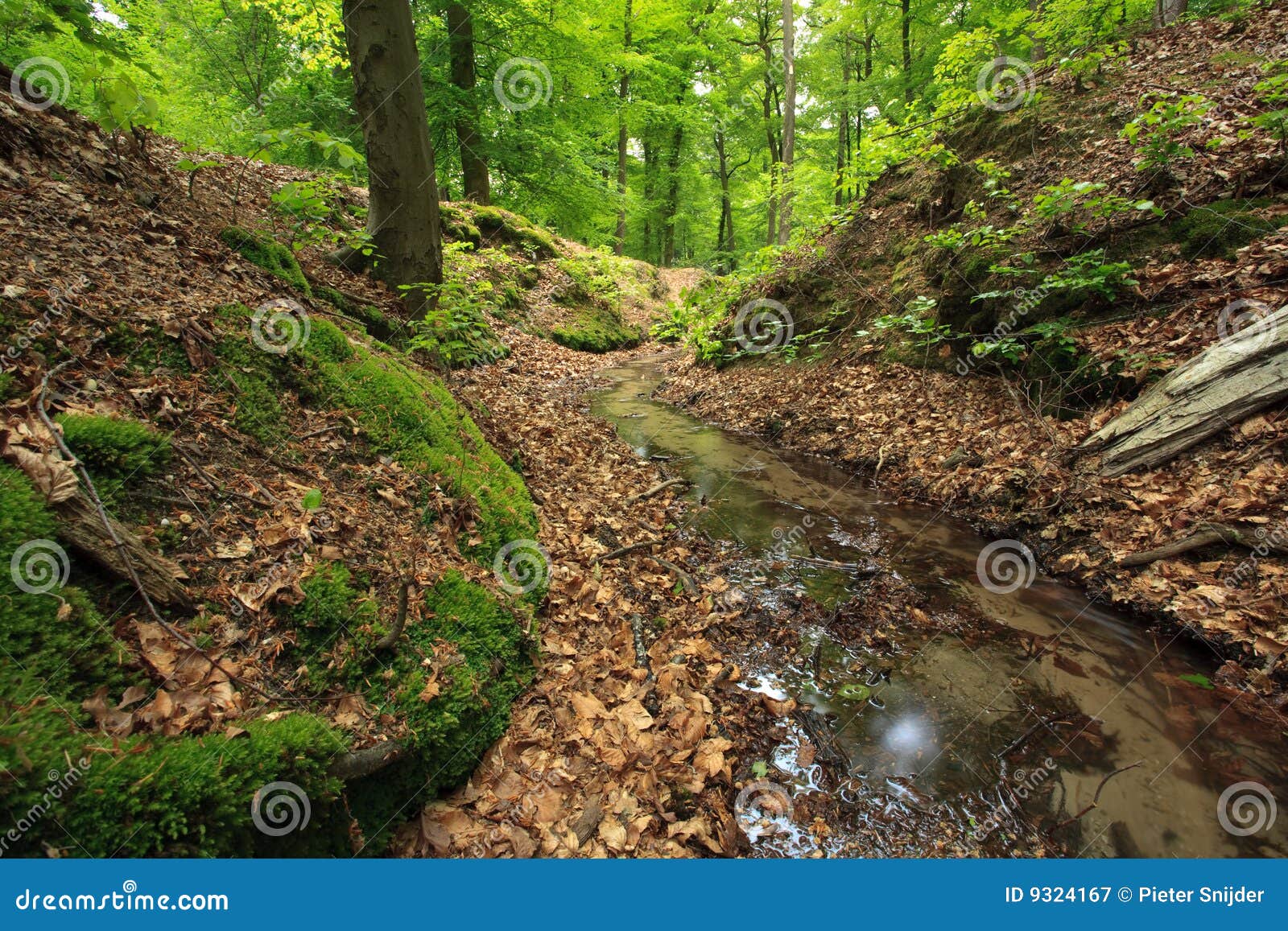 Creek in Forest stock image. Image of nature, creek, time - 9324167