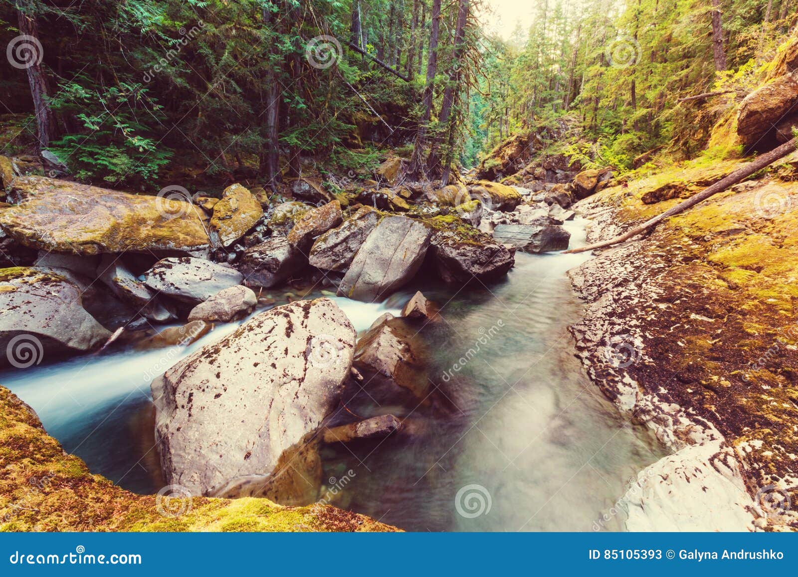Creek in the forest stock image. Image of spring, morning - 85105393