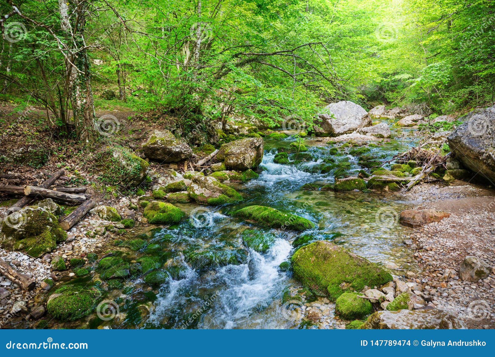 Creek in the forest stock photo. Image of steep, forest - 147789474