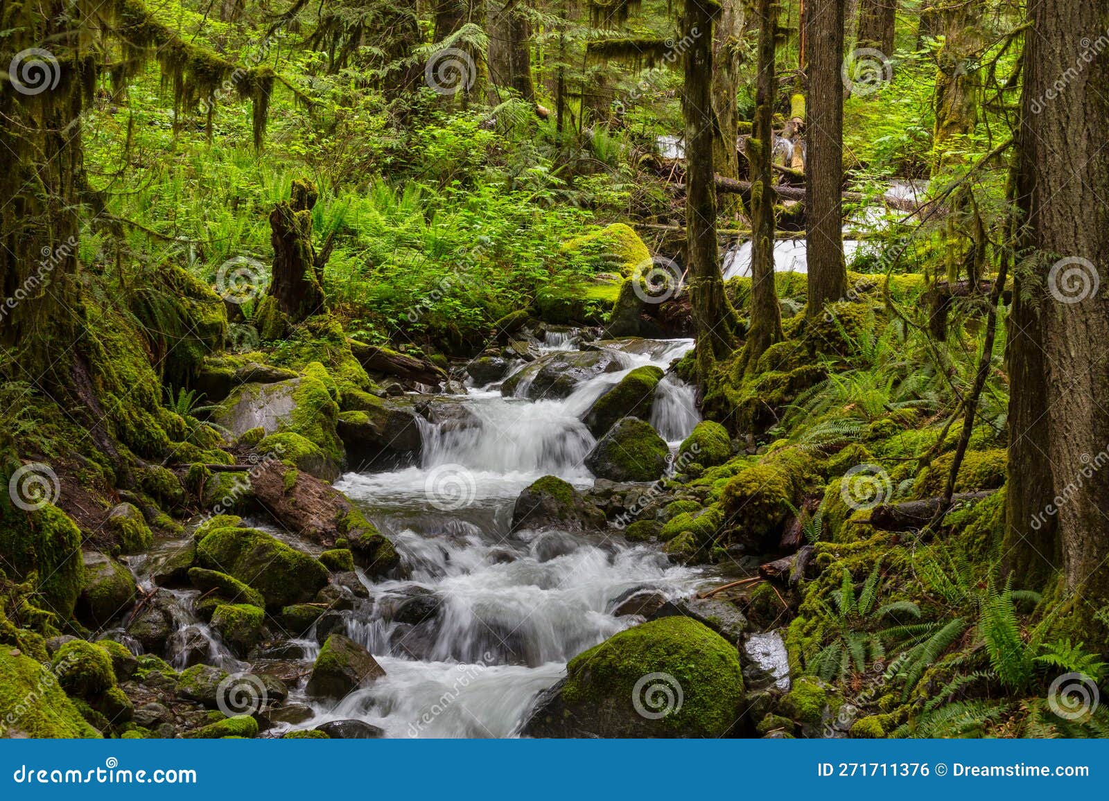 Creek in the forest stock photo. Image of landscape - 271711376