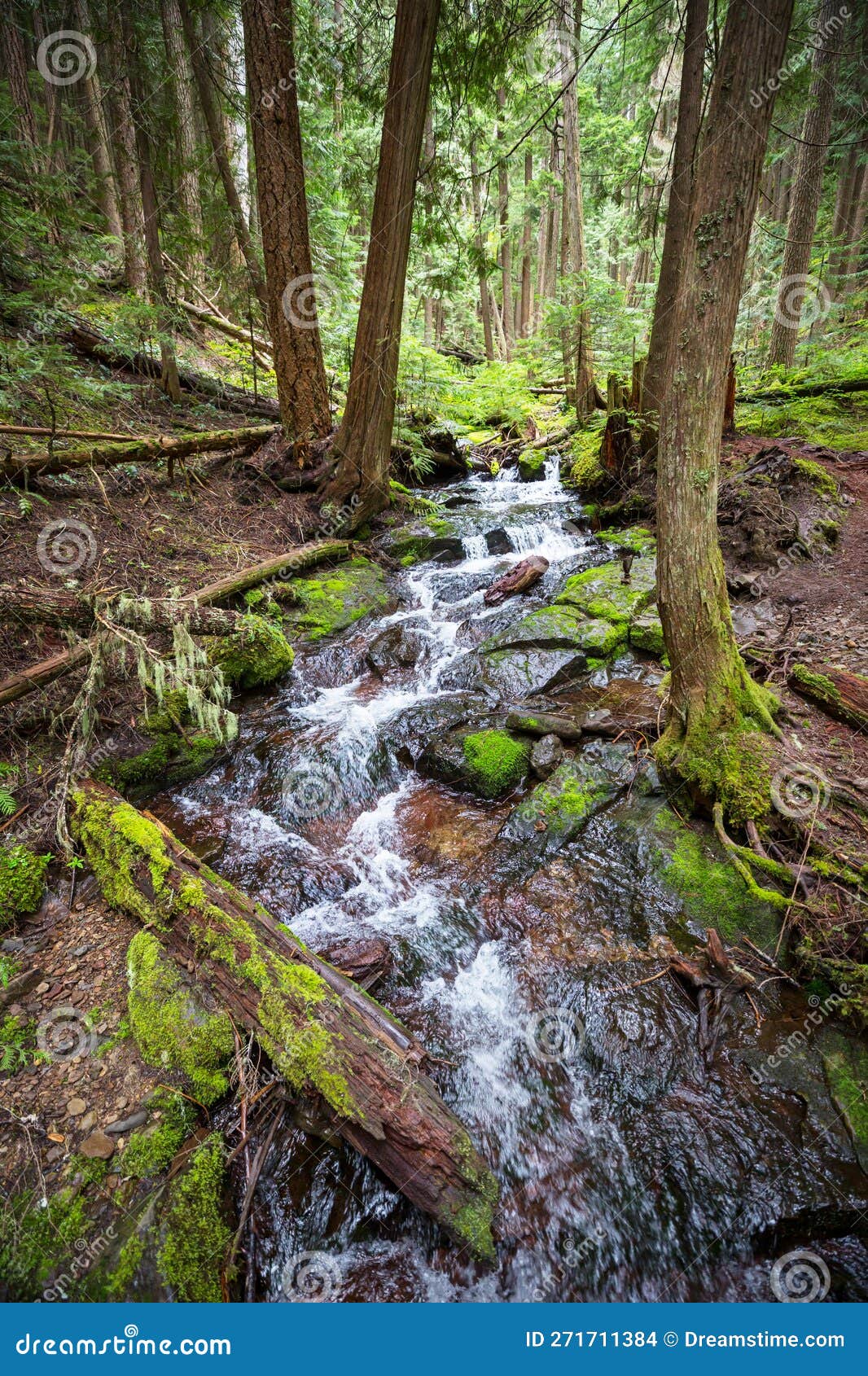 Creek in the forest stock photo. Image of green, cataract - 271711384