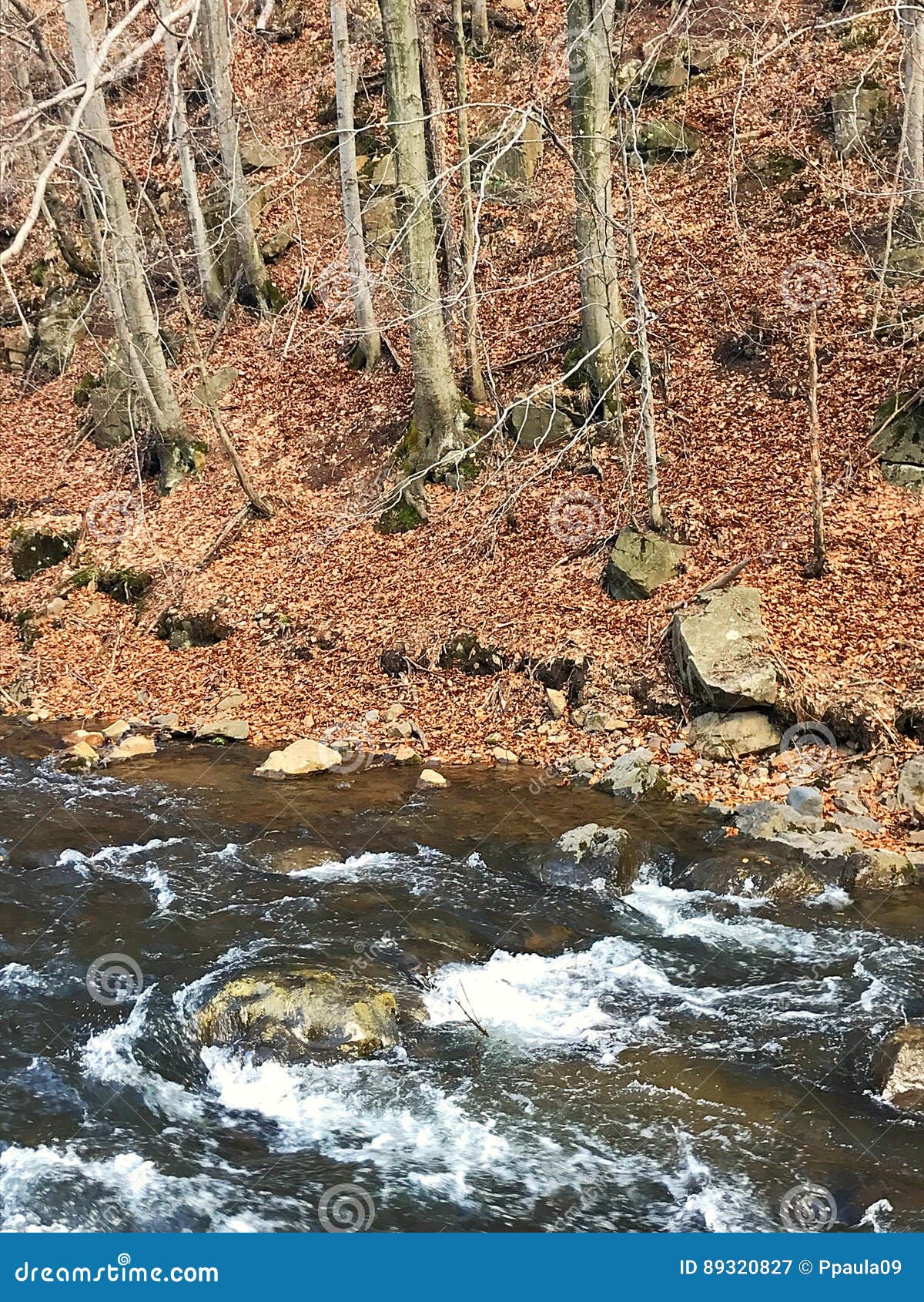 Creek forest stock image. Image of creek, water, forest - 89320827