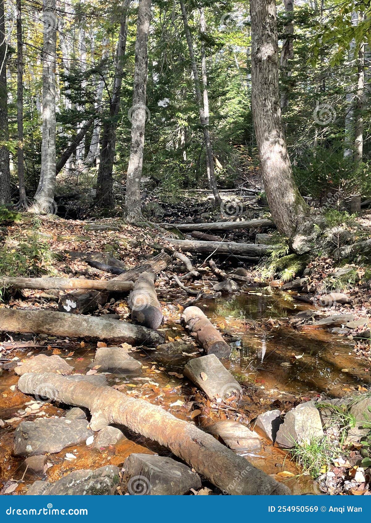Creek in the forest stock image. Image of jungle, depths - 254950569